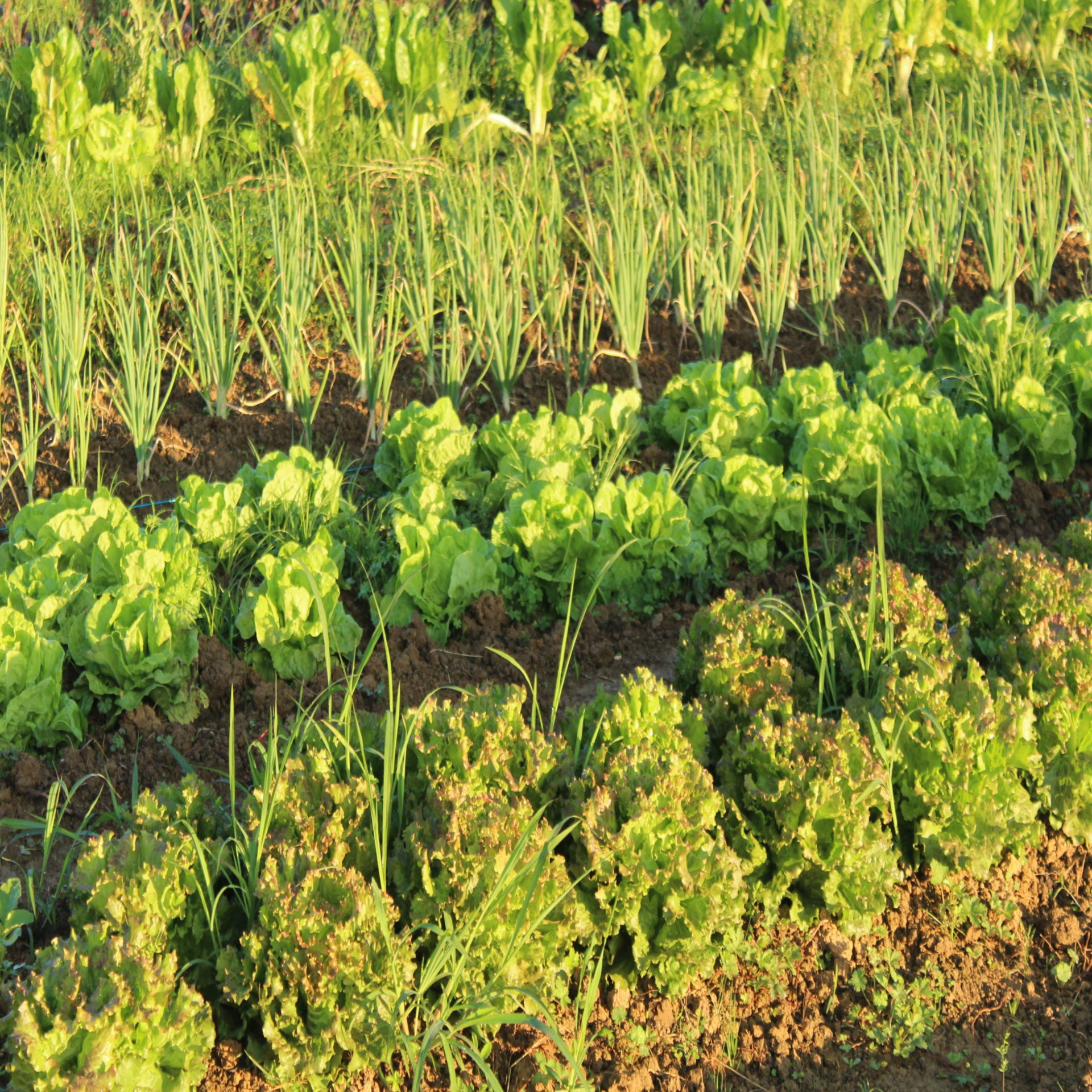 Le Maraîchage à Pierrefitte – Ferme de Pierrefitte